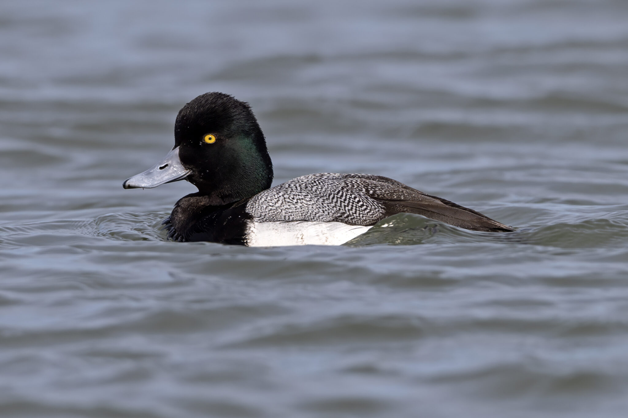 Diving Duck Facts: The Plunge Artist - Animals Discovered