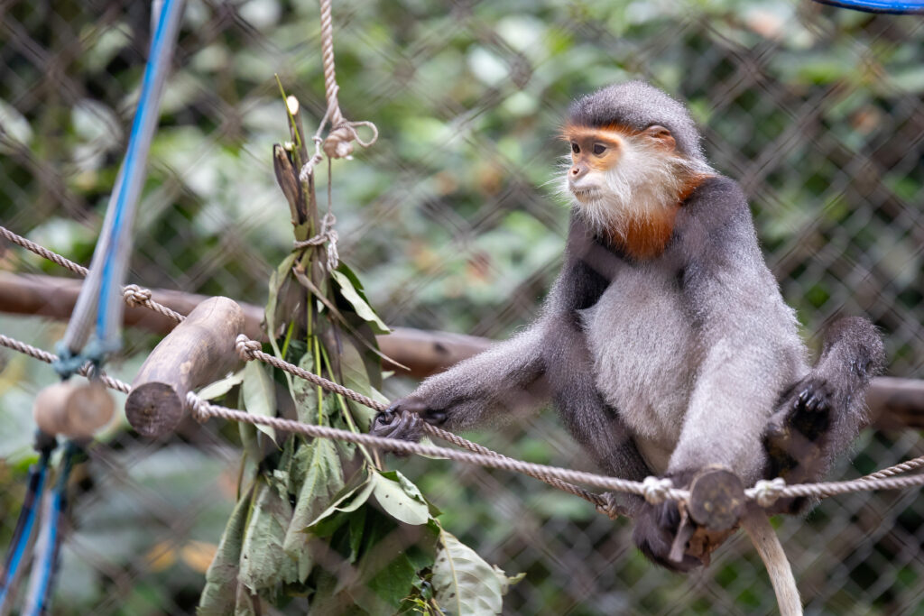 Douc Facts: The Colorful Leaf Monkey - Animals Discovered