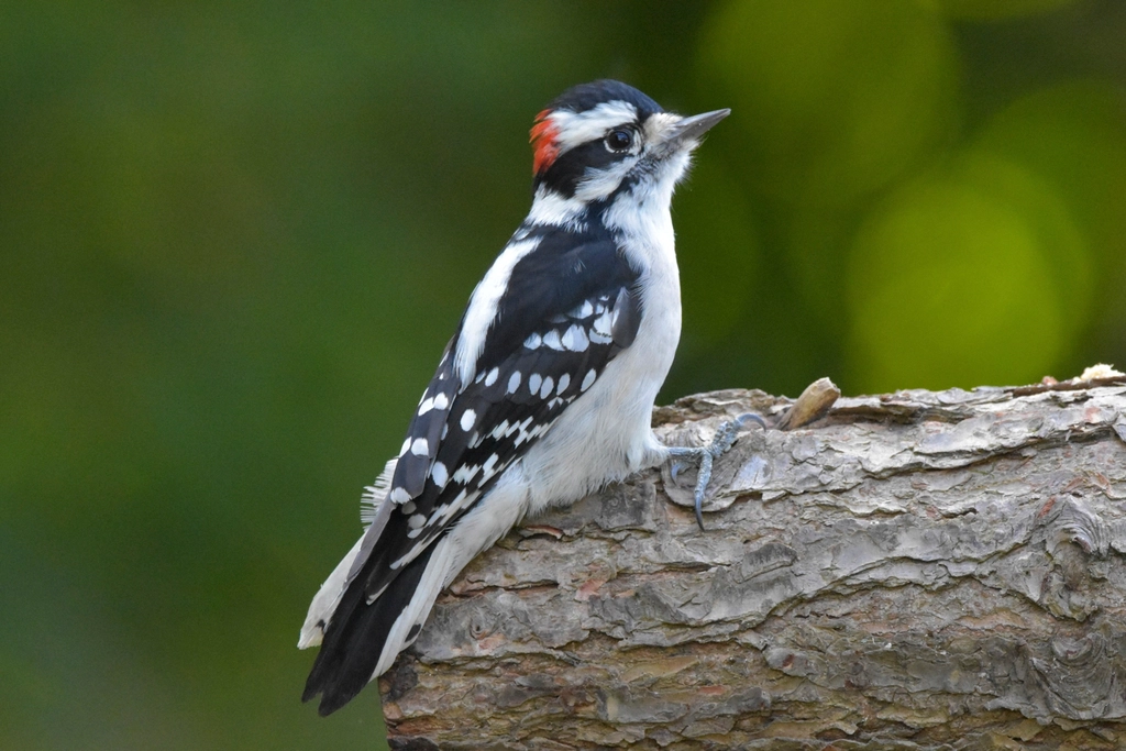 Downy Woodpecker Facts: The Cheerful Bark Banger - Animals Discovered