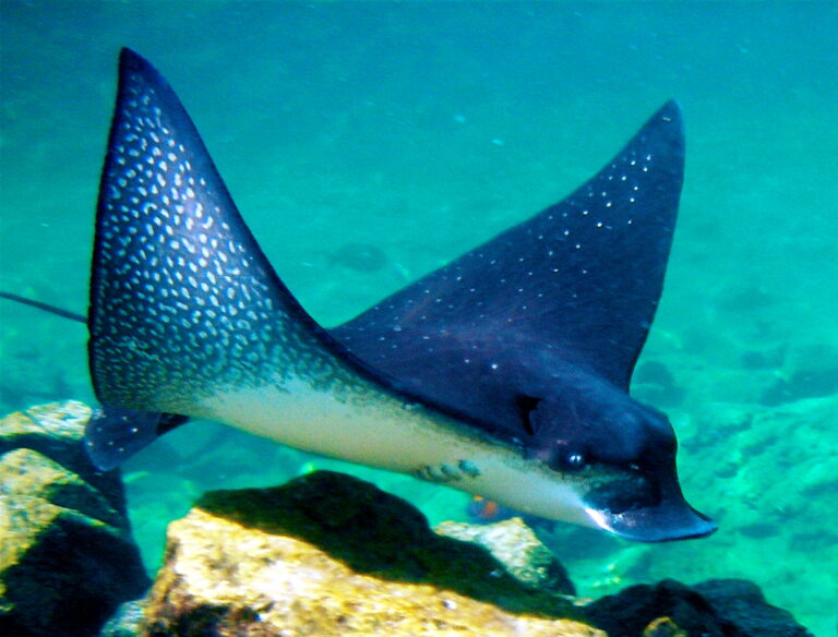 Eagle Ray Facts: The Ocean's Graceful Skimmer - Animals Discovered
