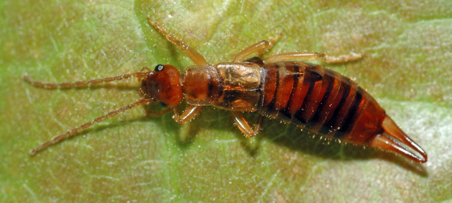 Earwig Facts: Nature's Mischievous Scissor-Tails - Animals Discovered