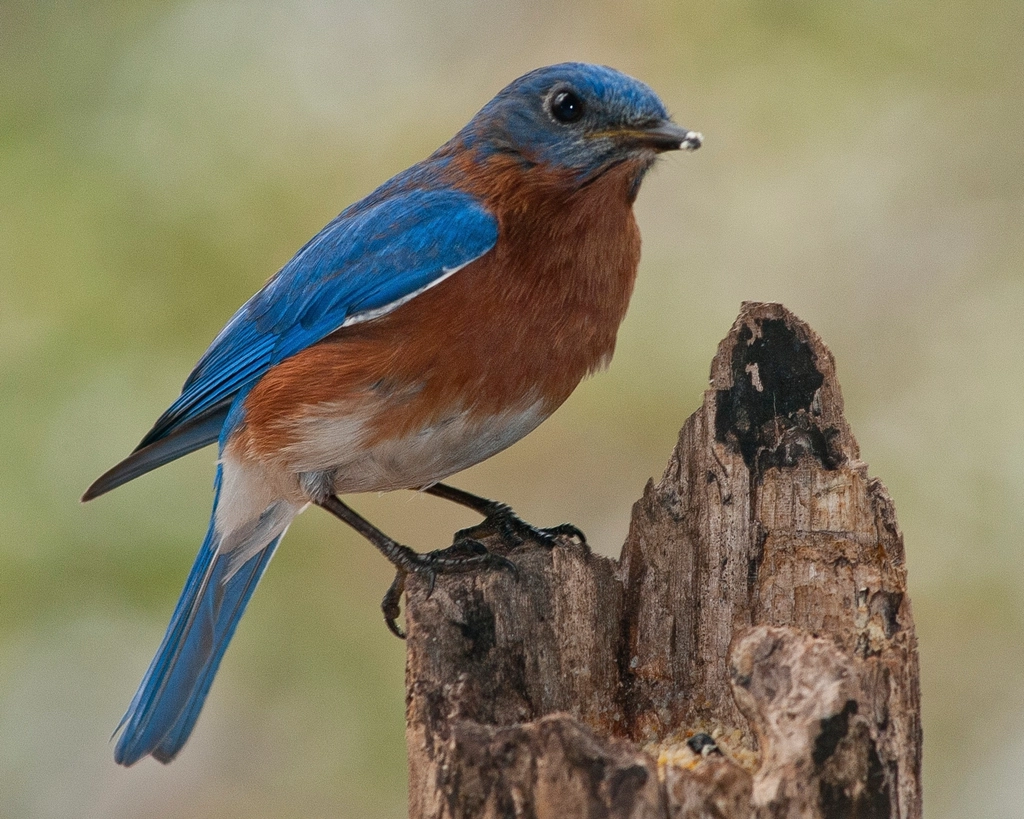 Eastern Bluebird Facts: The Sky's Vibrant Songbird - Animals Discovered