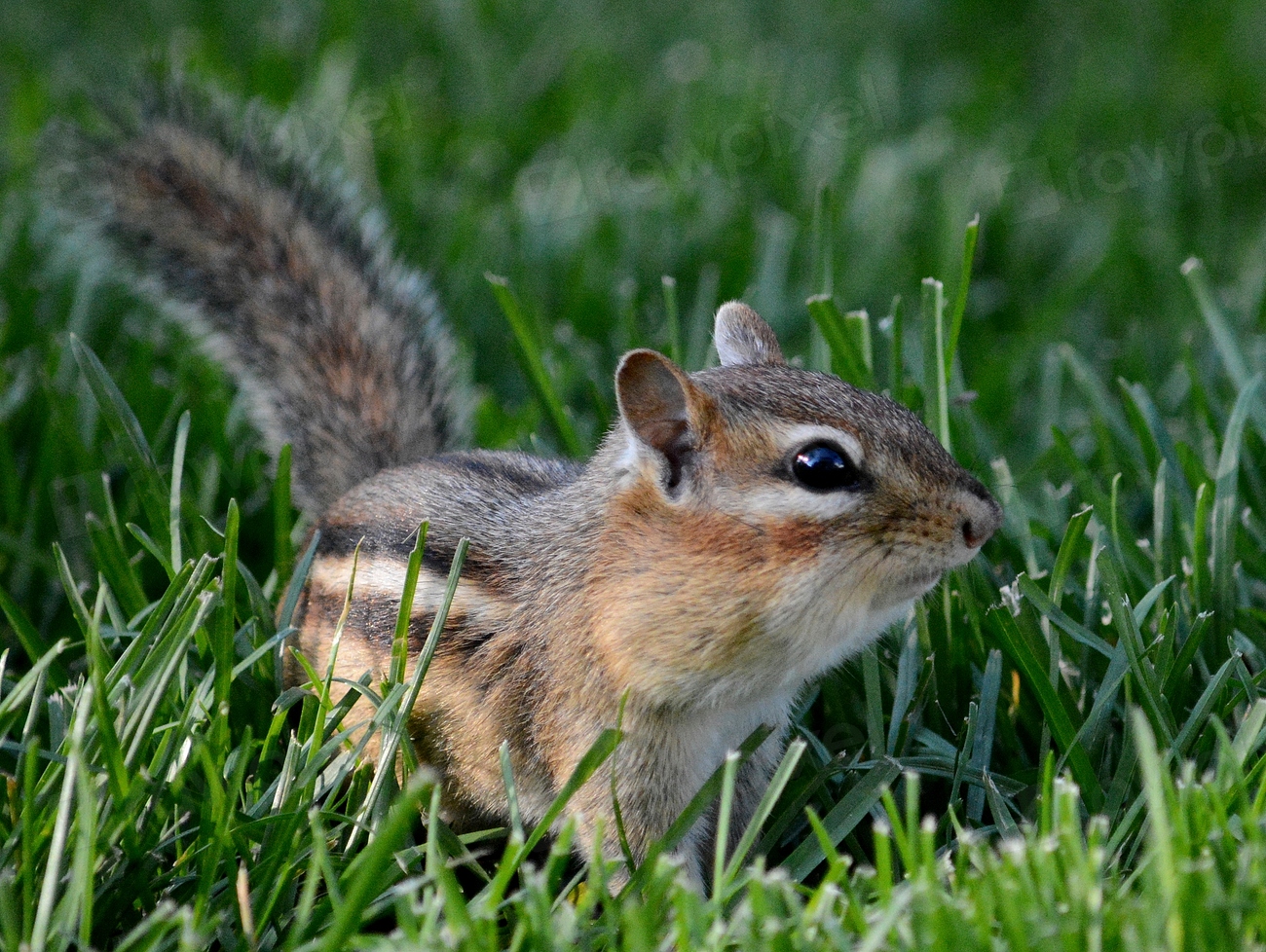 Eastern Chipmunk Facts: The Striped Acorn Bandit - Animals Discovered