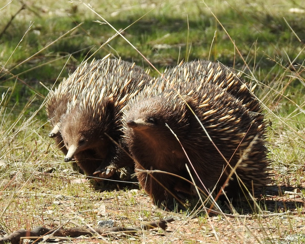 Echidna Facts: The Prickly Enigma of Australia - Animals Discovered