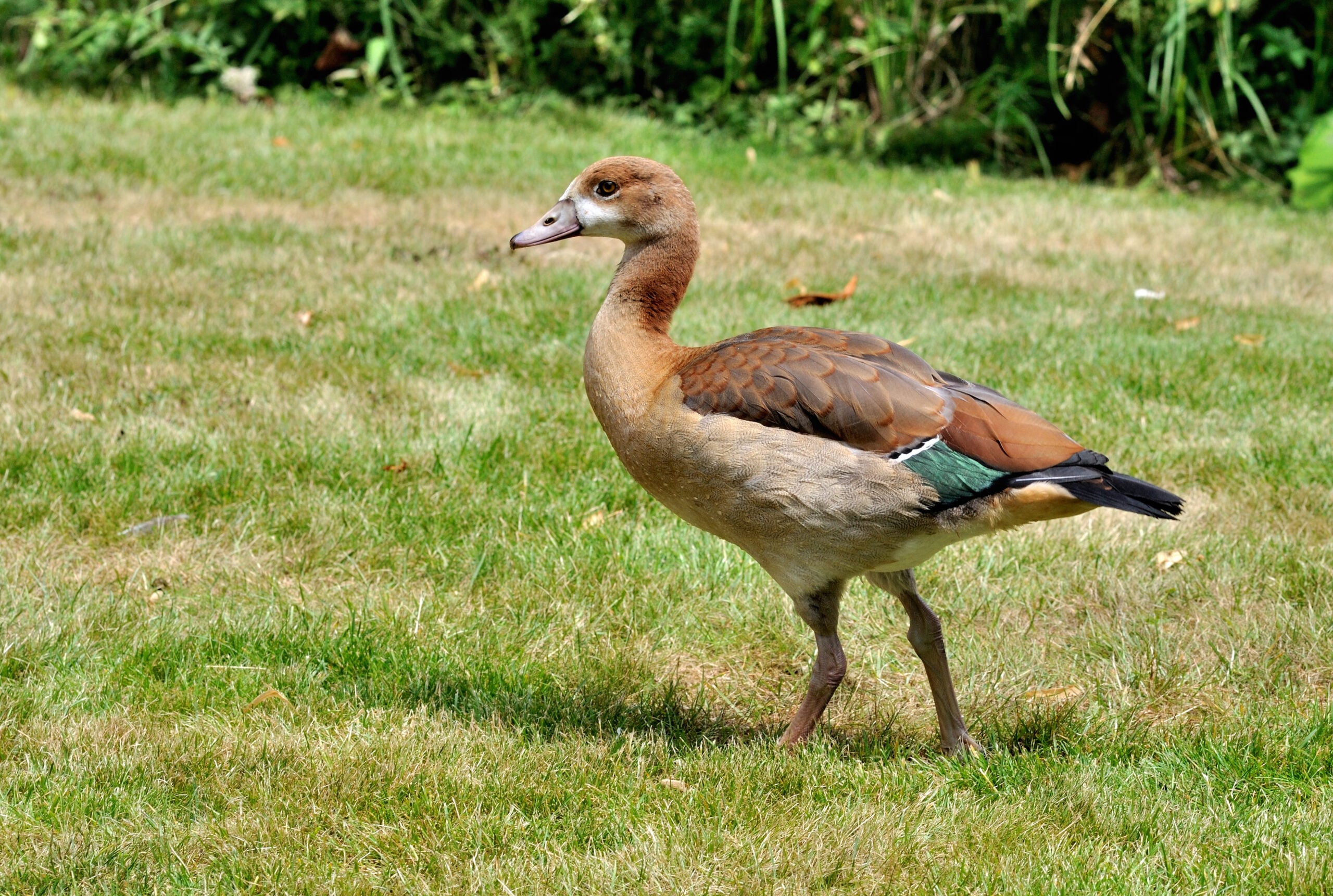 Egyptian Goose Facts: The Quirky Waterfowl Icon - Animals Discovered