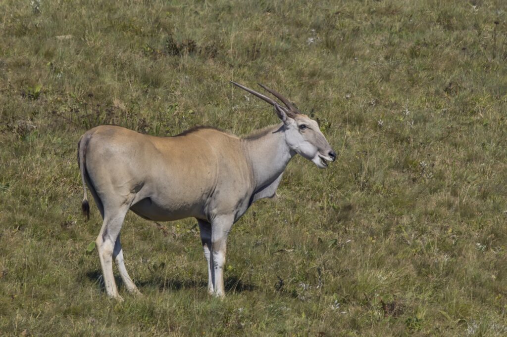 Eland Facts: The Majestic African Antelope - Animals Discovered