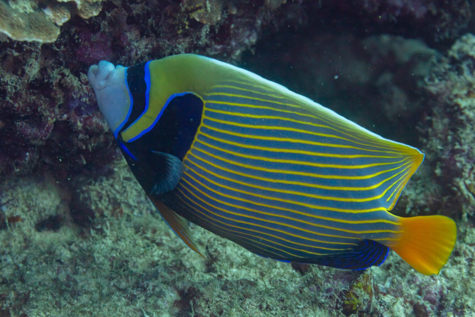 Emperor Angelfish Facts: Ocean's Colorful Monarch - Animals Discovered