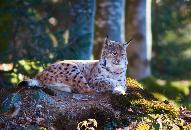 Eurasian Lynx Facts: The Elusive Forest Phantom - Animals Discovered