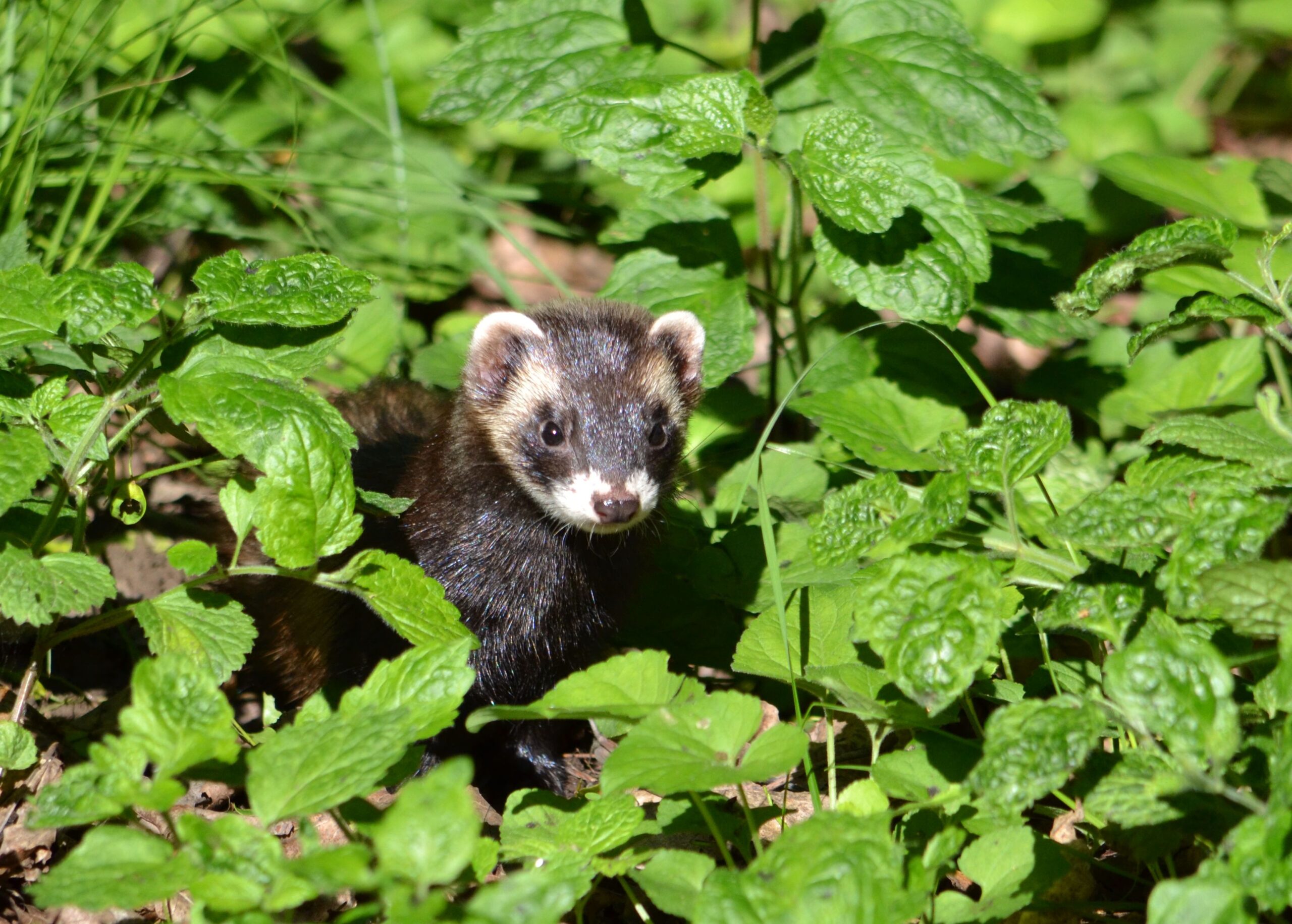 European Polecat Facts: The Masked Marshland Bandit - Animals Discovered