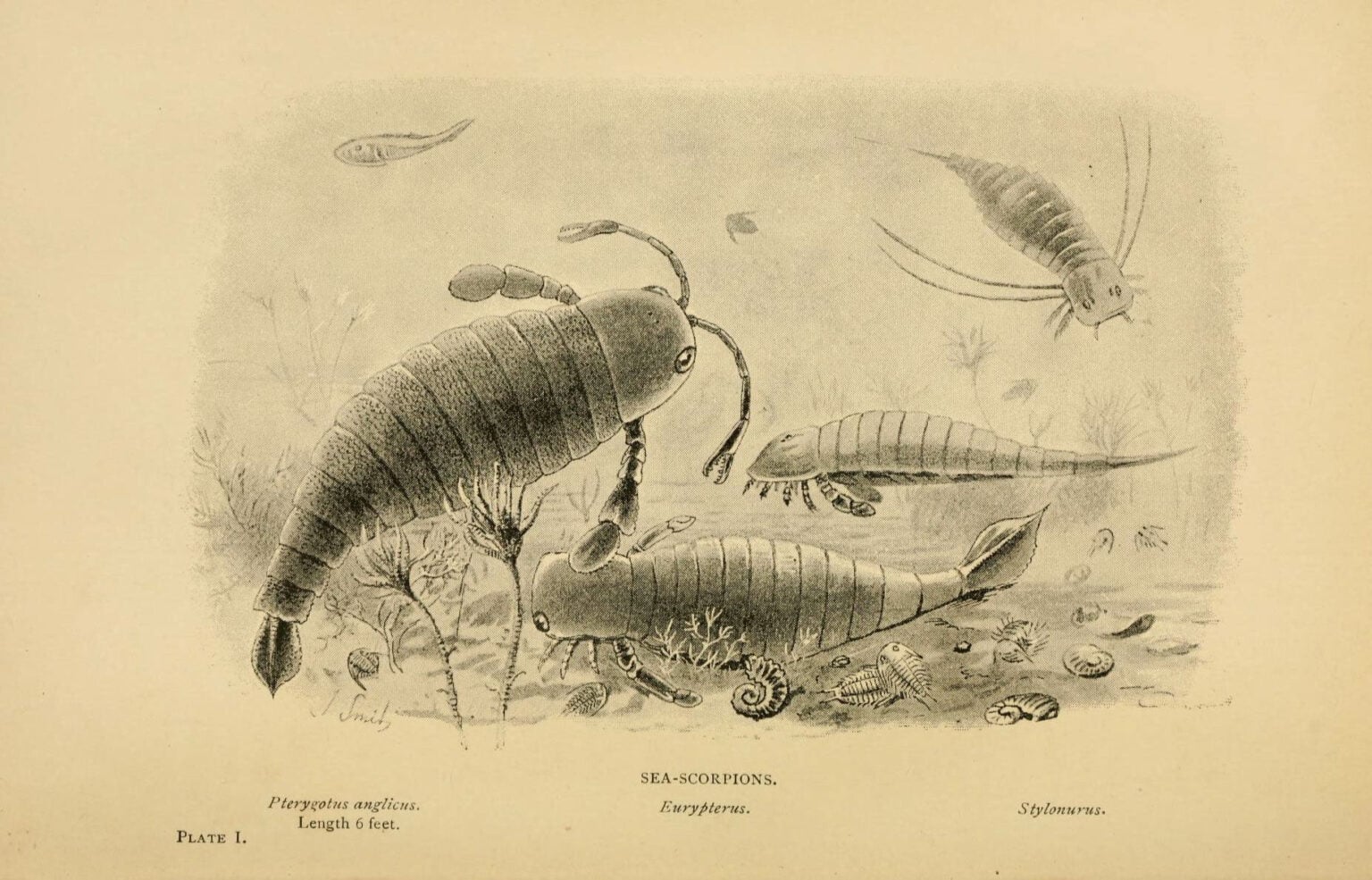 Eurypterus Facts: The Ancient Sea Scorpion - Animals Discovered