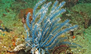 Feather Star Facts: The Twirling Tentacle Wonders - Animals Discovered