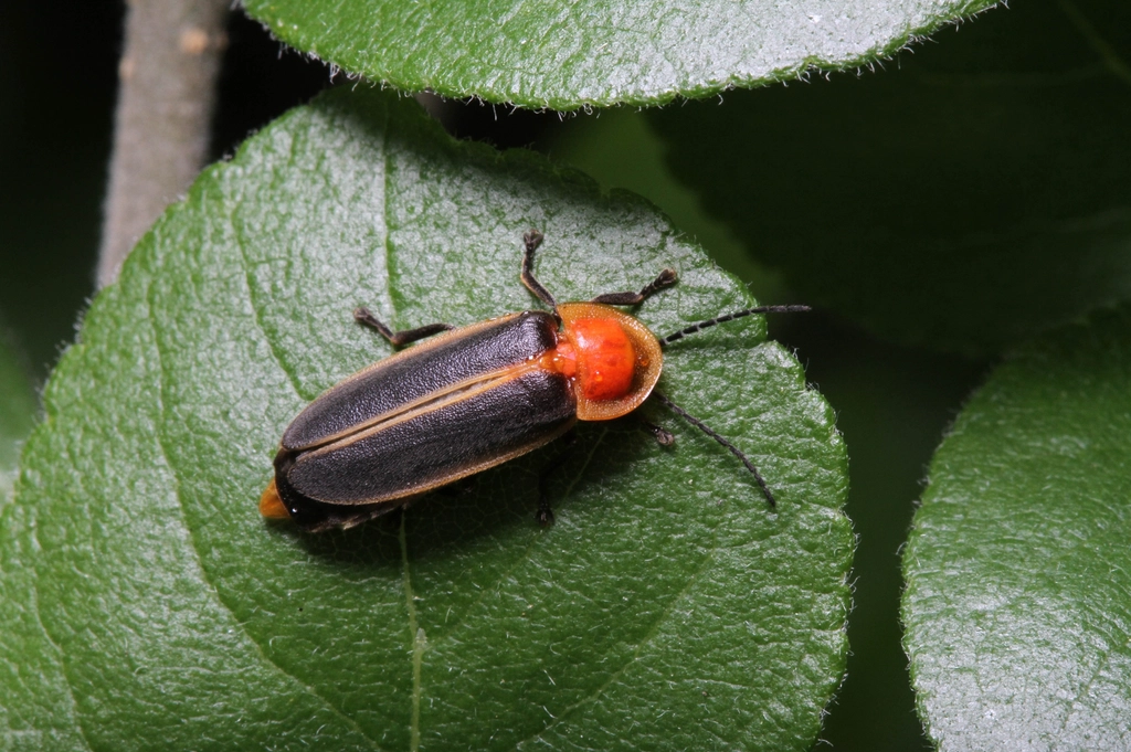 Firefly Facts: The Summer Night's Lanterns - Animals Discovered