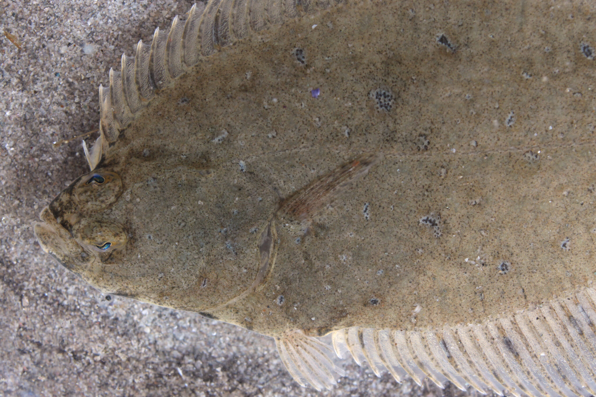 Flounder Facts: The Flatfish with Secret Skills - Animals Discovered