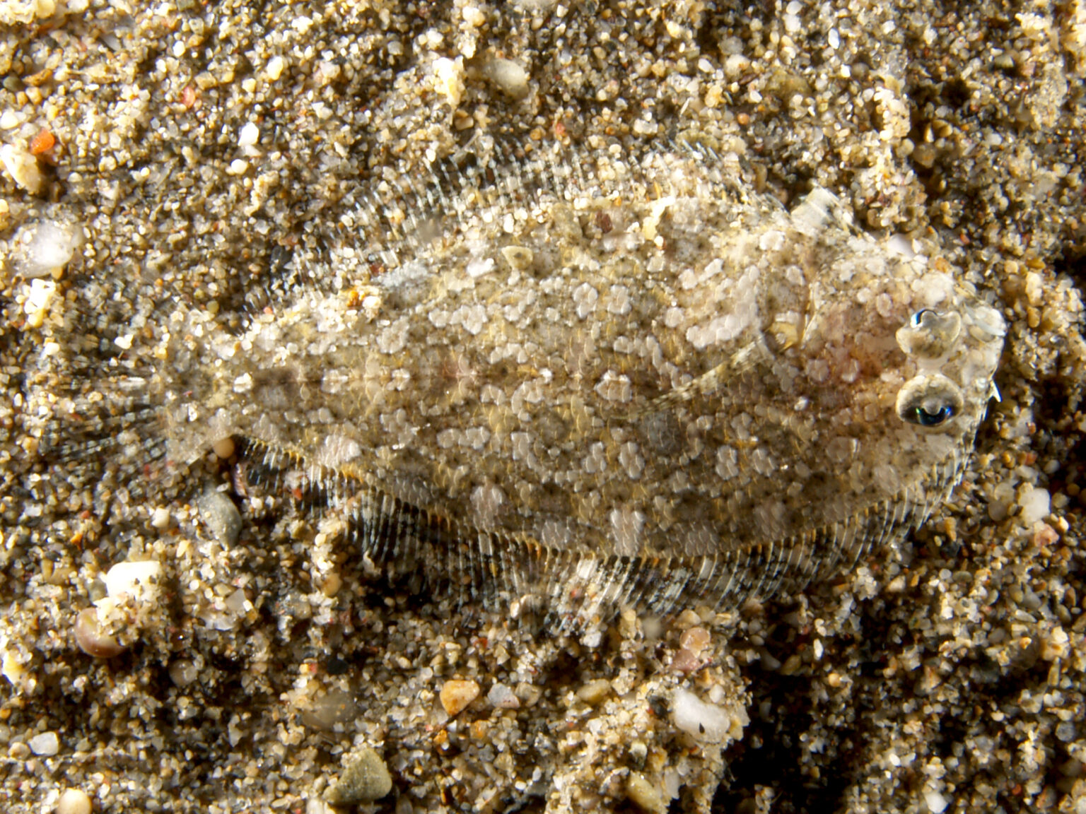 Flounder Fish Facts: Flat Fish with a Twist - Animals Discovered