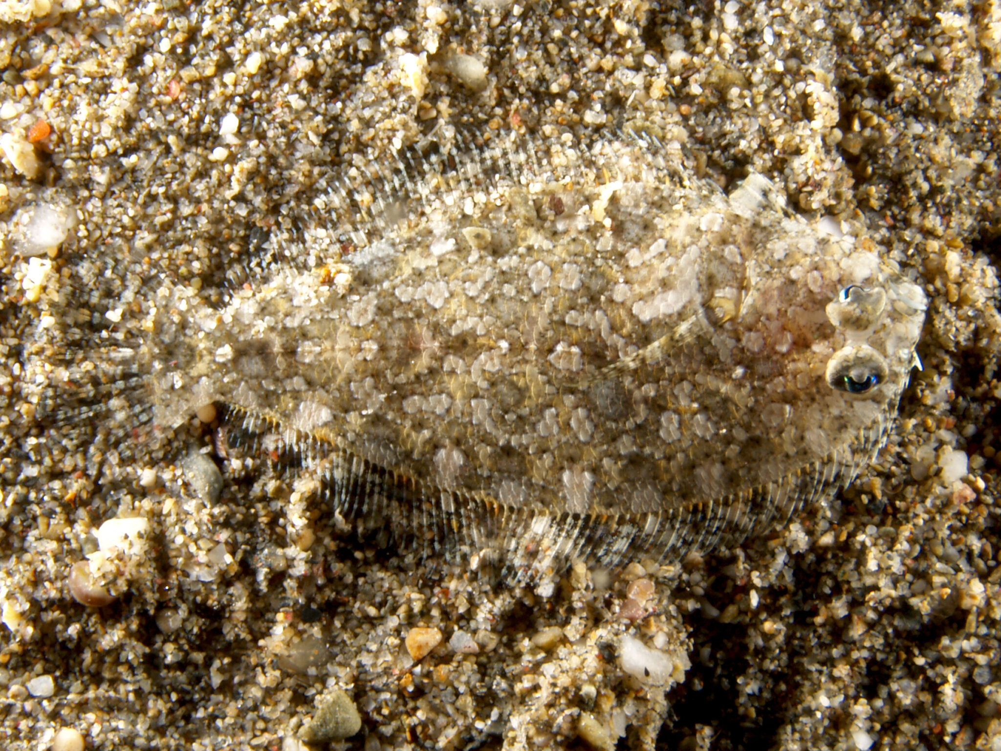 Flounder Fish Facts: Flat Fish with a Twist - Animals Discovered
