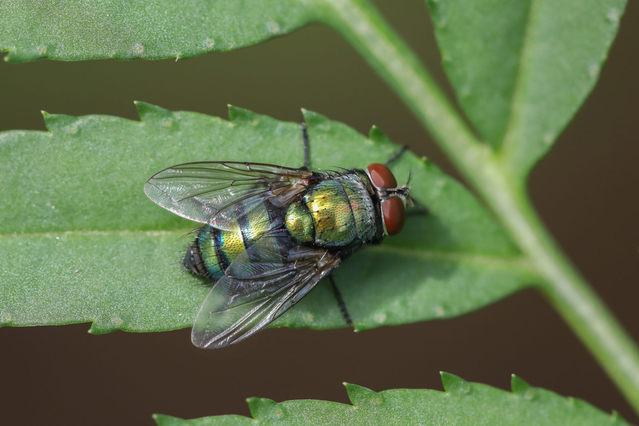 Fly Facts: Nature's Tiny Aerial Acrobat - Animals Discovered