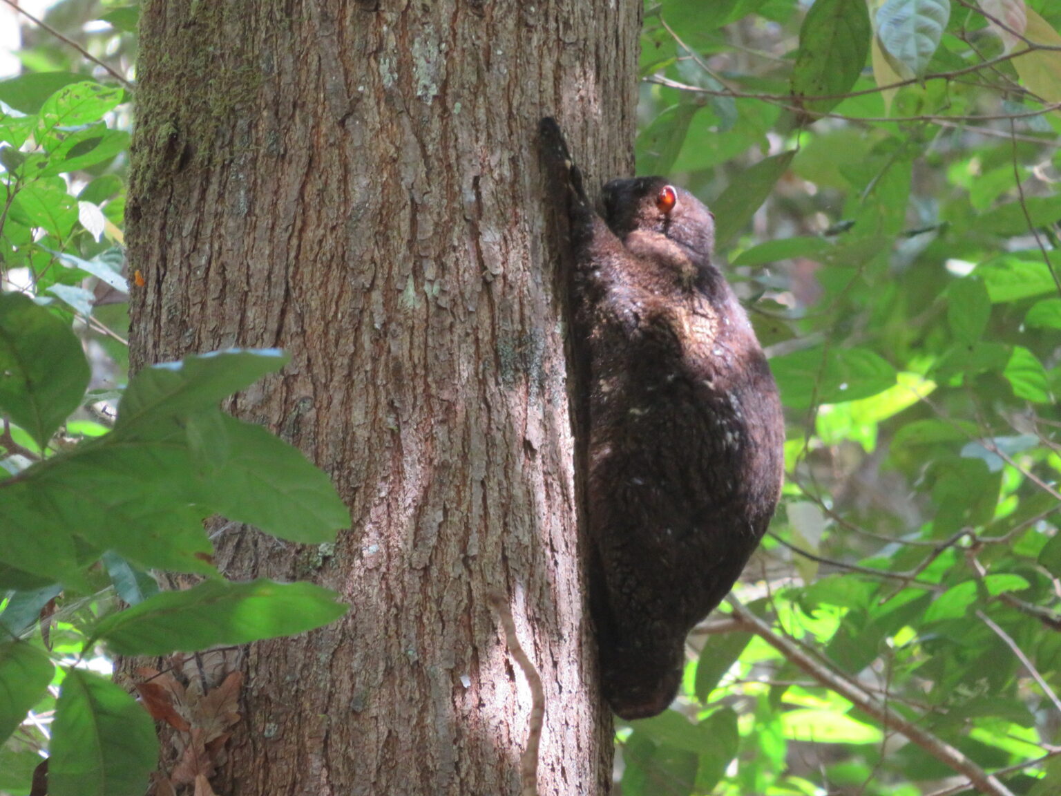 Flying Lemur Facts: Nature's Soaring Masterpiece - Animals Discovered