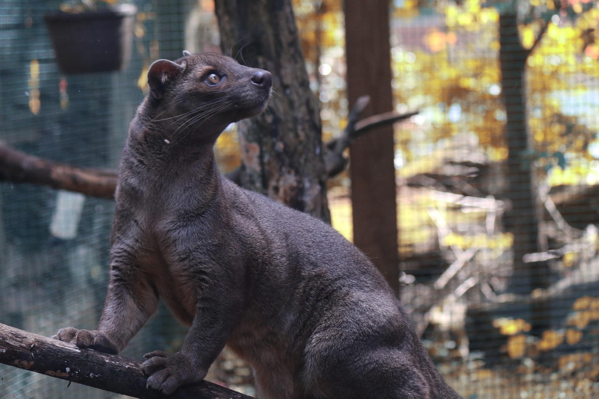 Fossa Facts: Madagascar's Secretive Jungle Sentinel - Animals Discovered