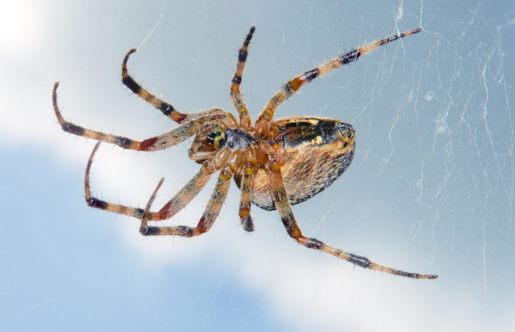 Garden Spider Facts: The Web Weaver of Your Backyard - Animals Discovered