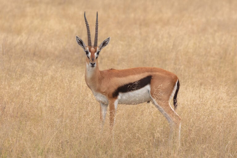Gazelle Facts The Speedy Grace Of The Savanna Animals Discovered