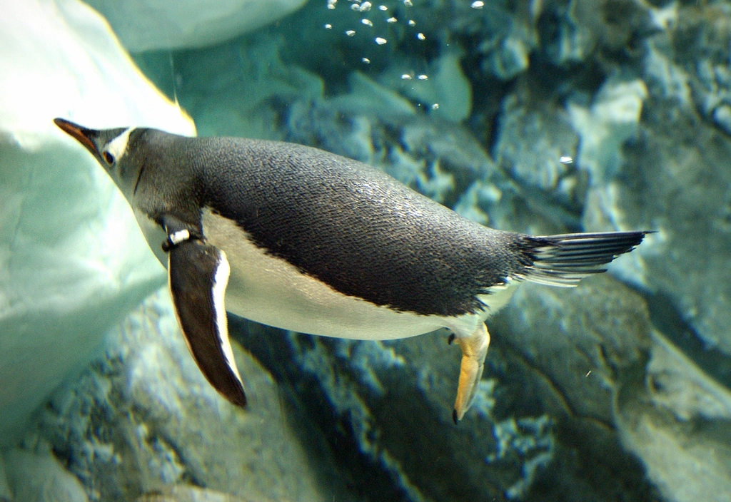 Gentoo Penguin Facts: The Charming Ice Dancer - Animals Discovered