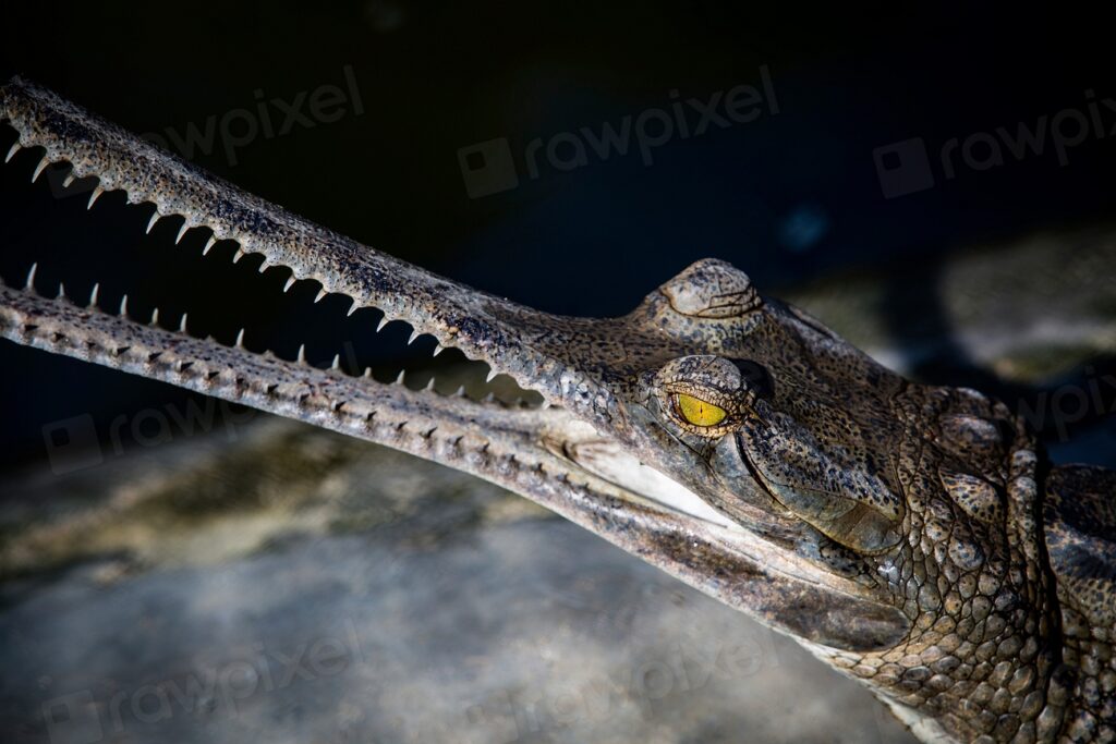 Gharial Facts: The River's Crocodilian Dancer - Animals Discovered