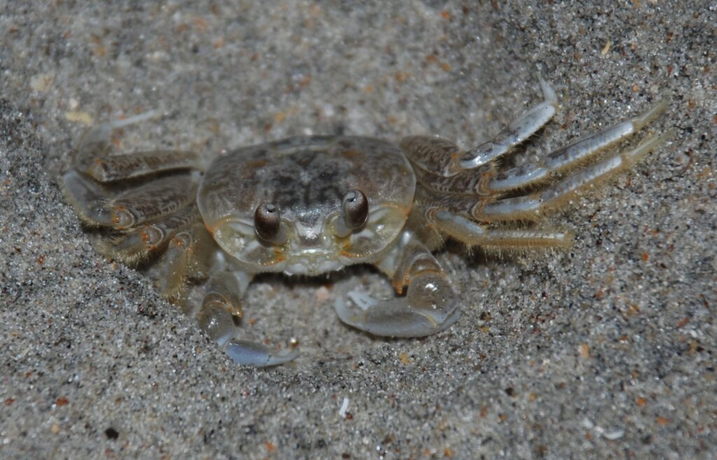 Ghost Crab Facts: The Sand-Dwelling Phantom - Animals Discovered
