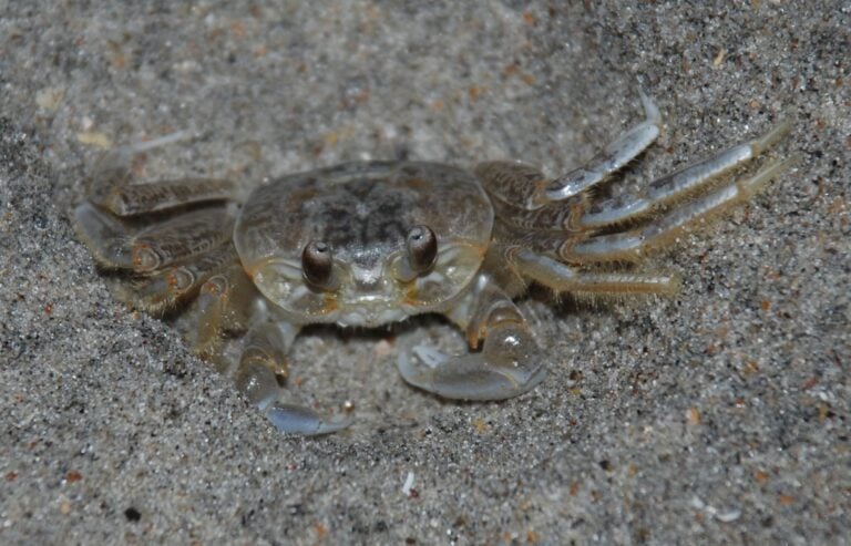 Ghost Crab Facts: The Sand-Dwelling Phantom - Animals Discovered