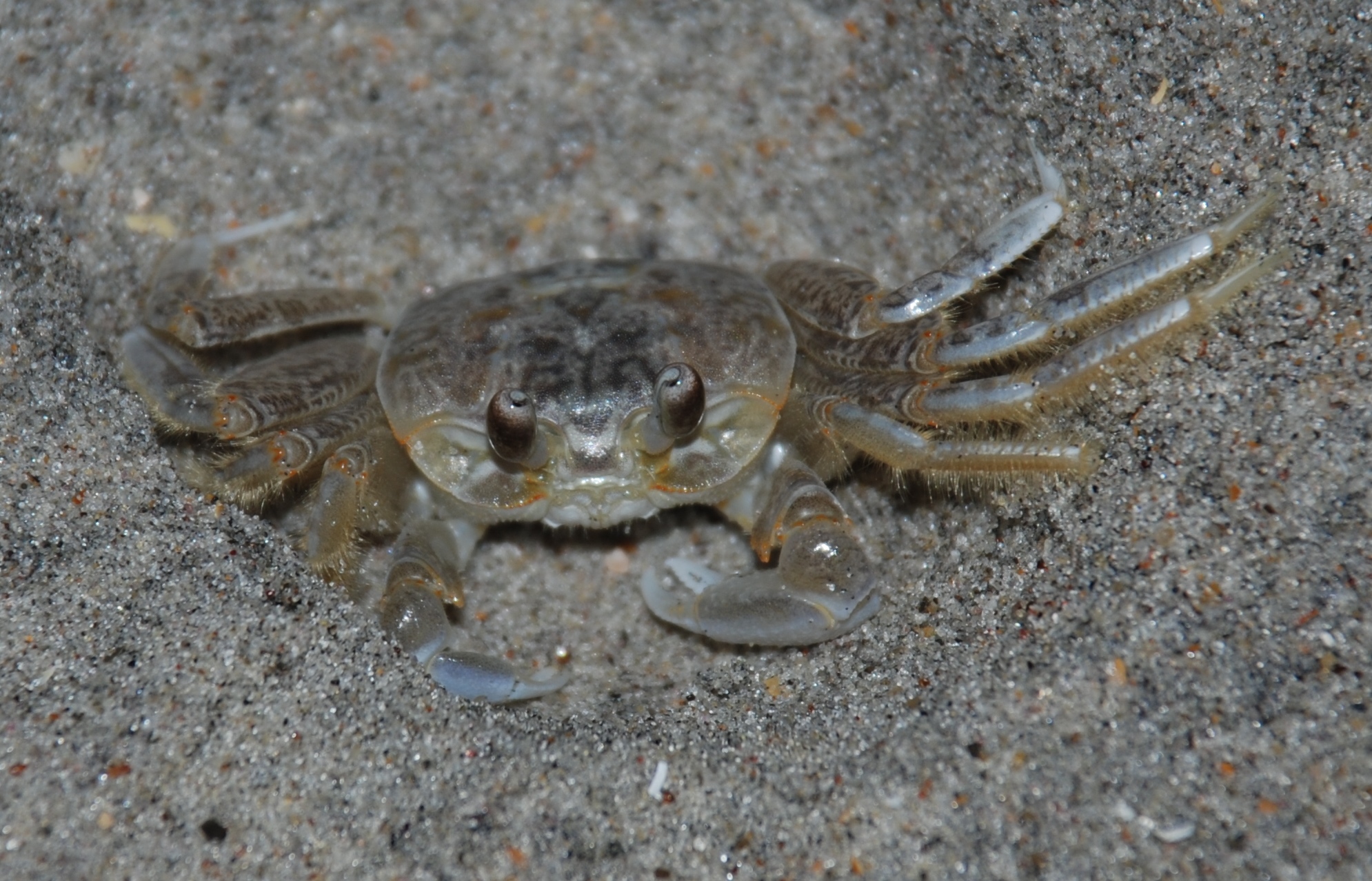 Ghost Crab Facts: The Sand-Dwelling Phantom - Animals Discovered