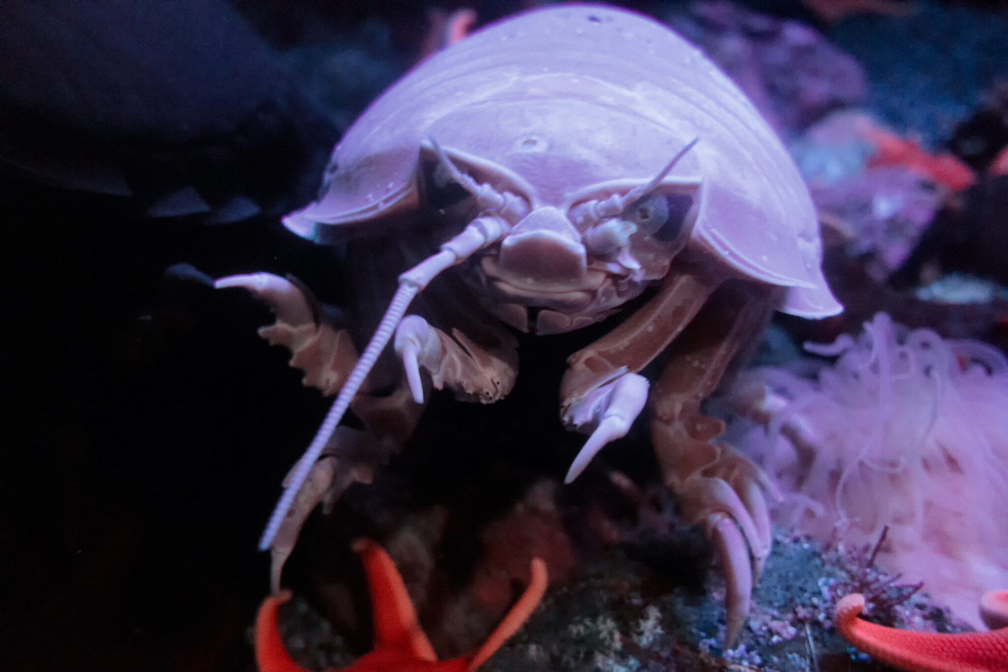 Giant Isopod Facts: The Ocean's Alien Giant - Animals Discovered
