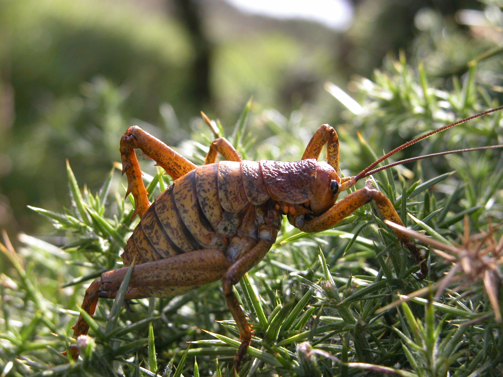 Giant Weta Facts: Nature's Enormous Grasshopper - Animals Discovered