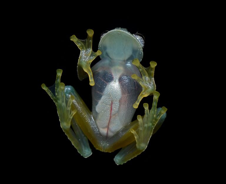 Glass Frog Facts: The Transparent Wonder of the Rainforest - Animals ...