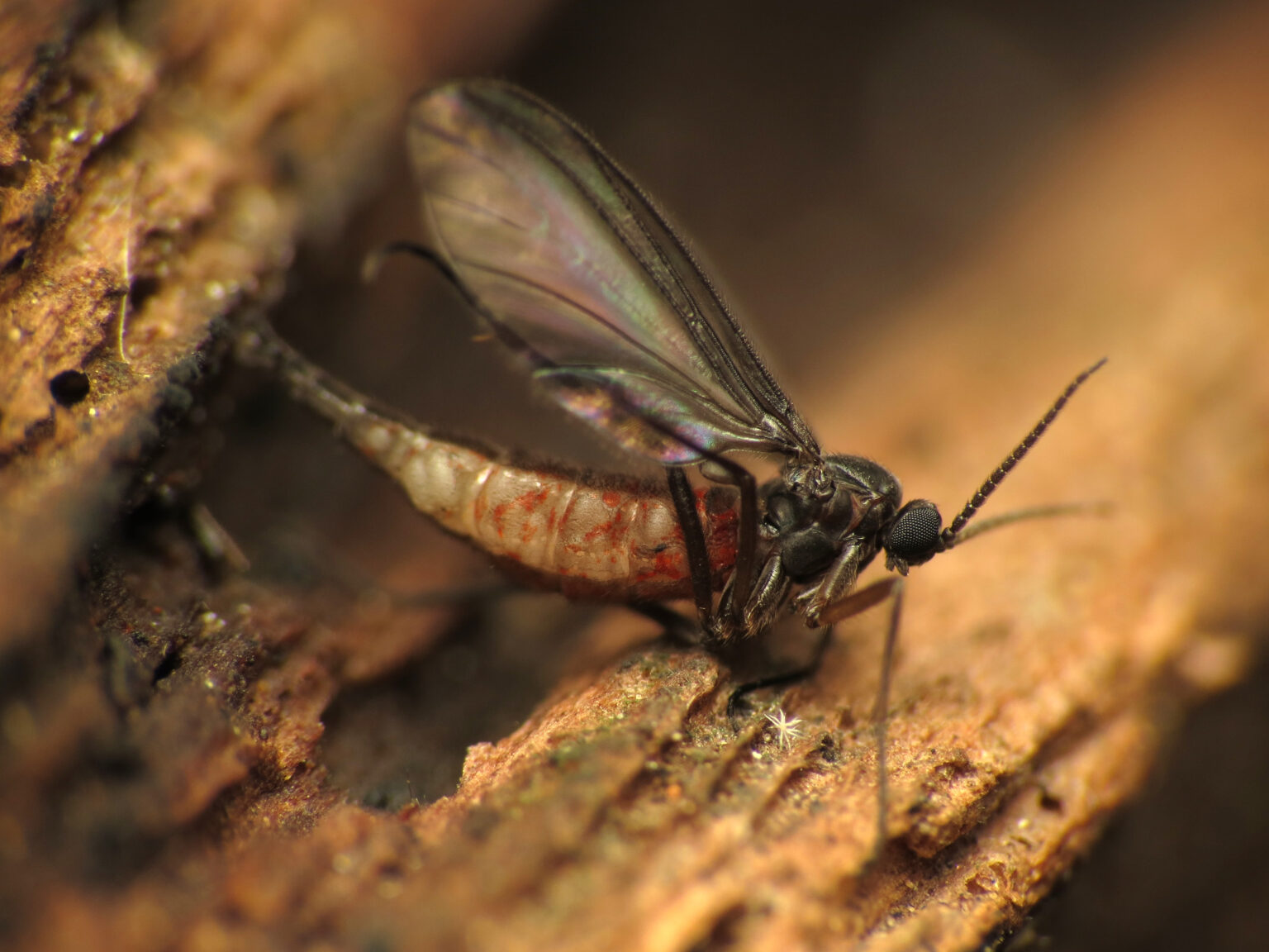 Gnat Facts: Tiny Tyrants of the Insect World - Animals Discovered