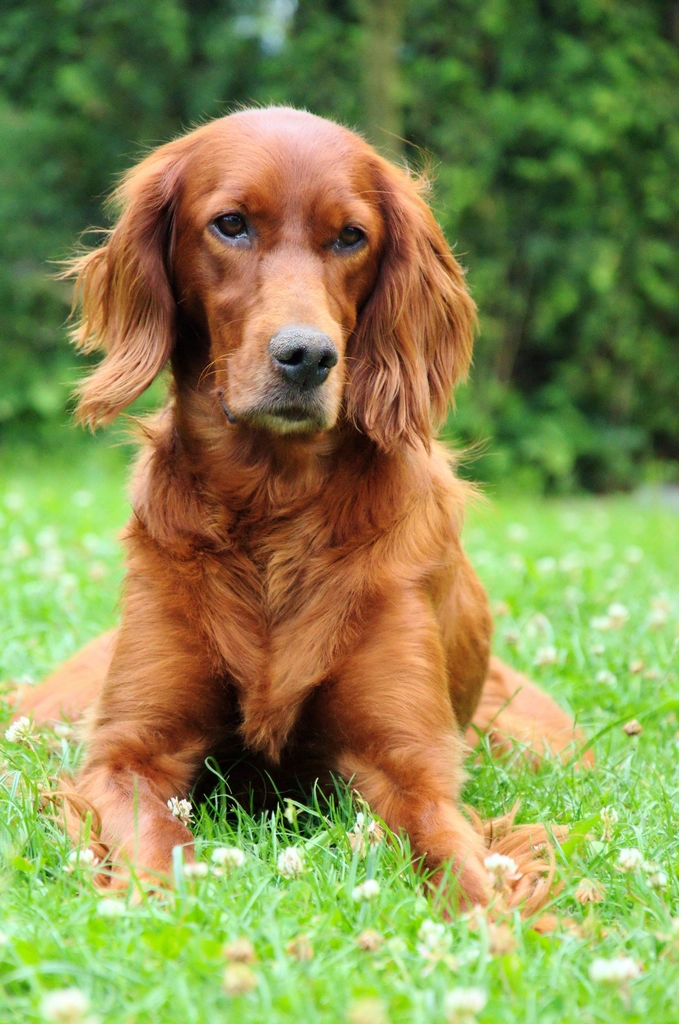 Golden Irish Facts: The Cheerful Golden Blend - Animals Discovered