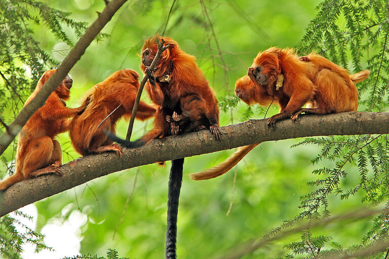 Golden Lion Tamarin Facts: The Jungle's Golden Jewel - Animals Discovered