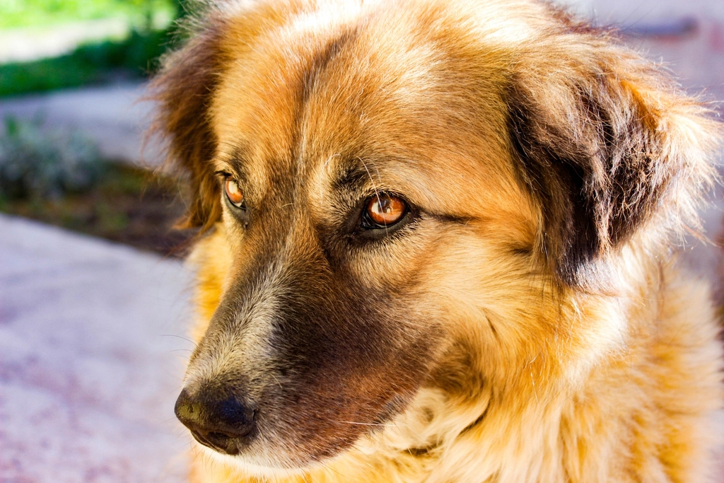 Golden Shepherd Facts: Where Intelligence Meets Affection - Animals ...