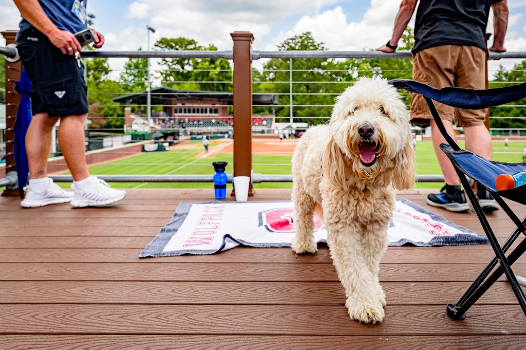 Goldendoodle Facts: The Fluffy Family Companion - Animals Discovered