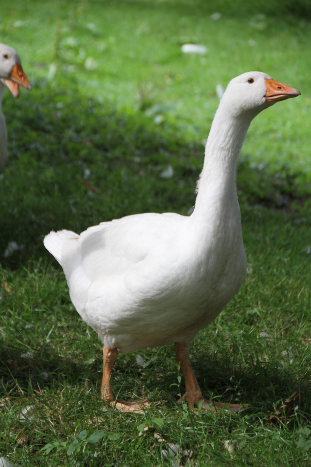 Goose Facts: The Honking Feathered Guardians - Animals Discovered