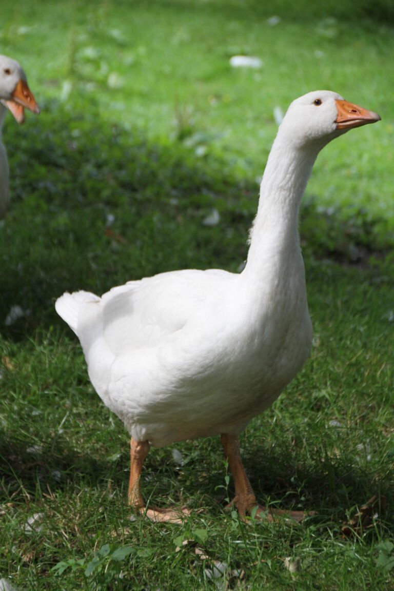 Goose Facts: The Honking Feathered Guardians - Animals Discovered