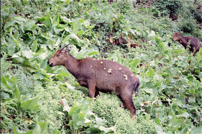 Goral Facts: The Mountain's Agile Ghost - Animals Discovered