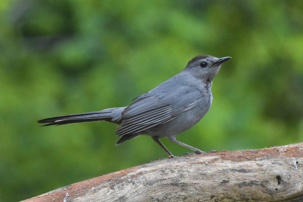 Gray Catbird Facts: The Midnight Songsmith - Animals Discovered
