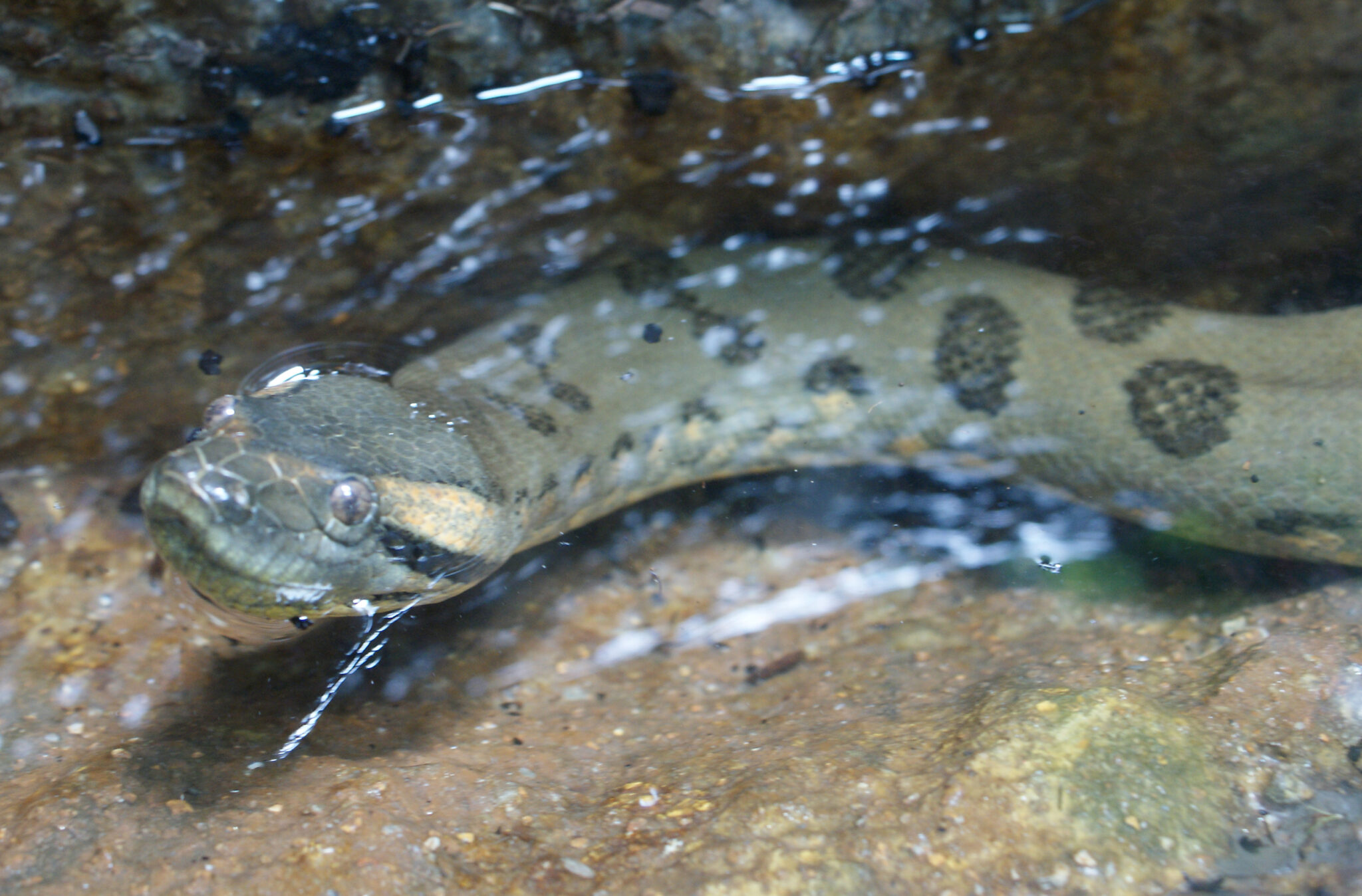 Green Anaconda Facts: The Amazon's Slithering Giant - Animals Discovered