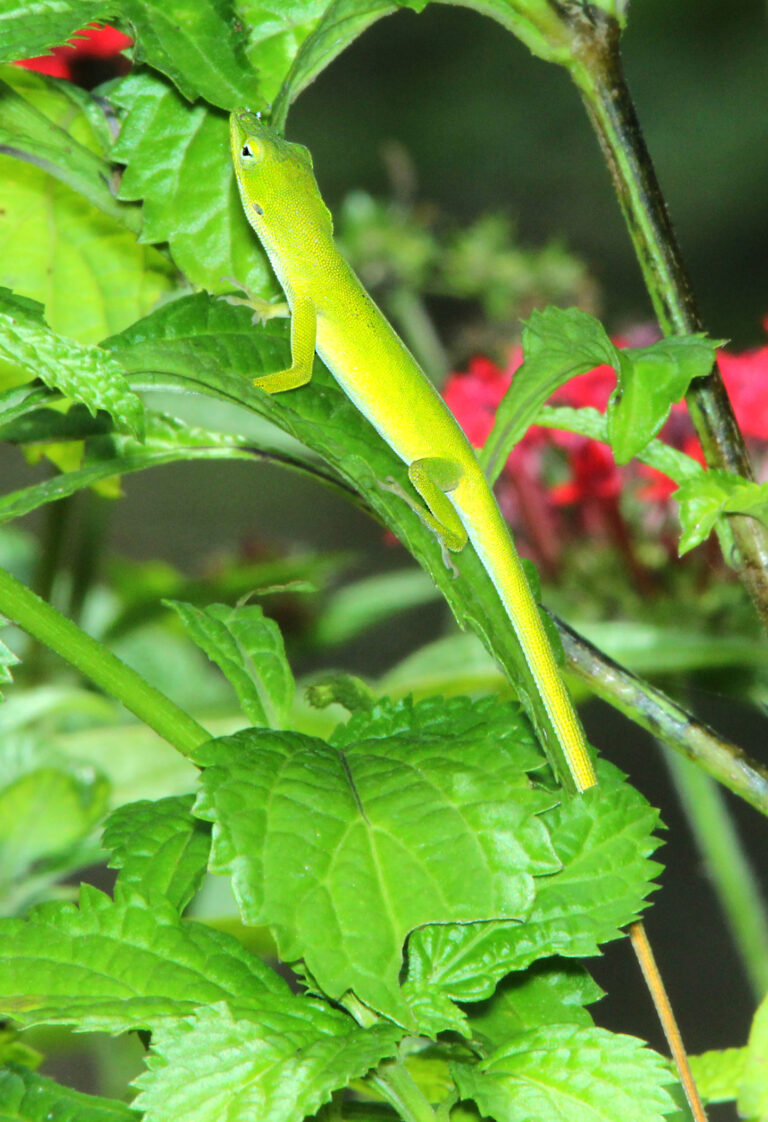 Green Anole Facts: The Lizard with a Twist - Animals Discovered