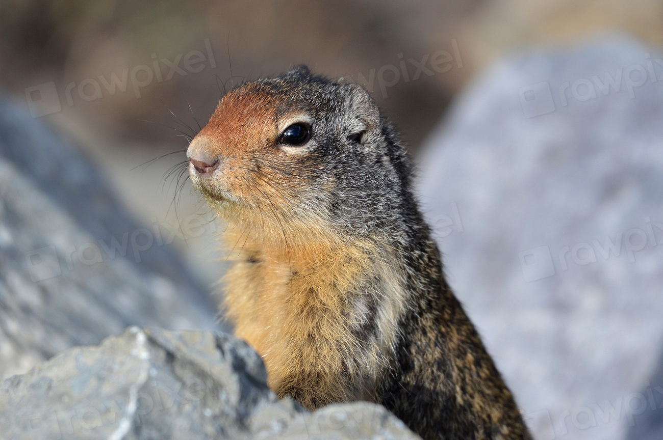 Ground Squirrel Facts: Nature's Tiny Burrow Artists - Animals Discovered