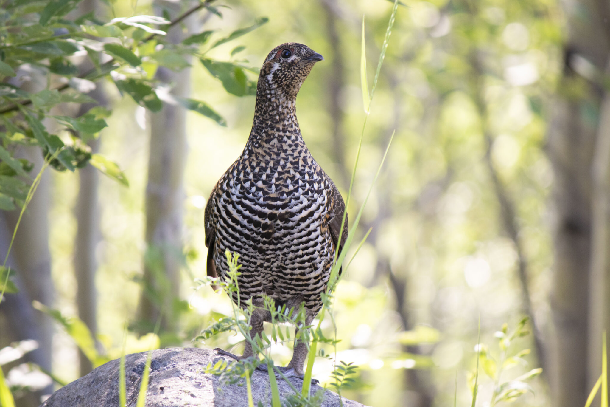 Grouse Facts: Masters of Camouflage and Courtship - Animals Discovered