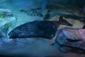 Halibut Facts: The Flatfish of the Deep - Animals Discovered