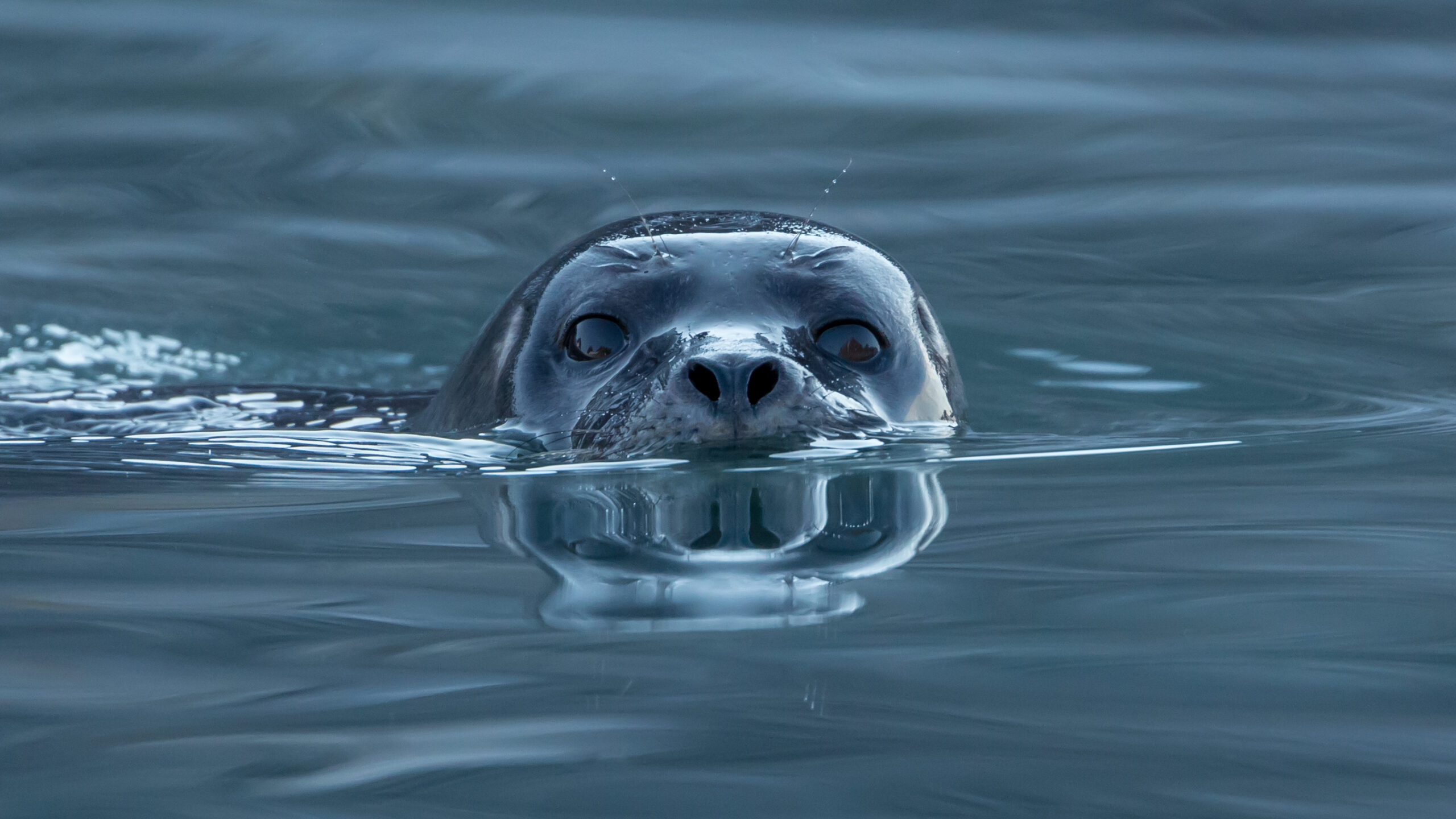 Harbor Seal Facts: The Ocean's Playful Blubberball - Animals Discovered