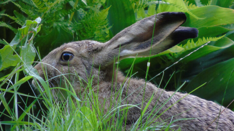 Hare Facts: The Speedy Grassland Acrobat - Animals Discovered