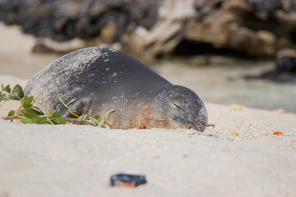 Hawaiian Monk Seal Facts: The Beach's Gentle Guardian - Animals Discovered