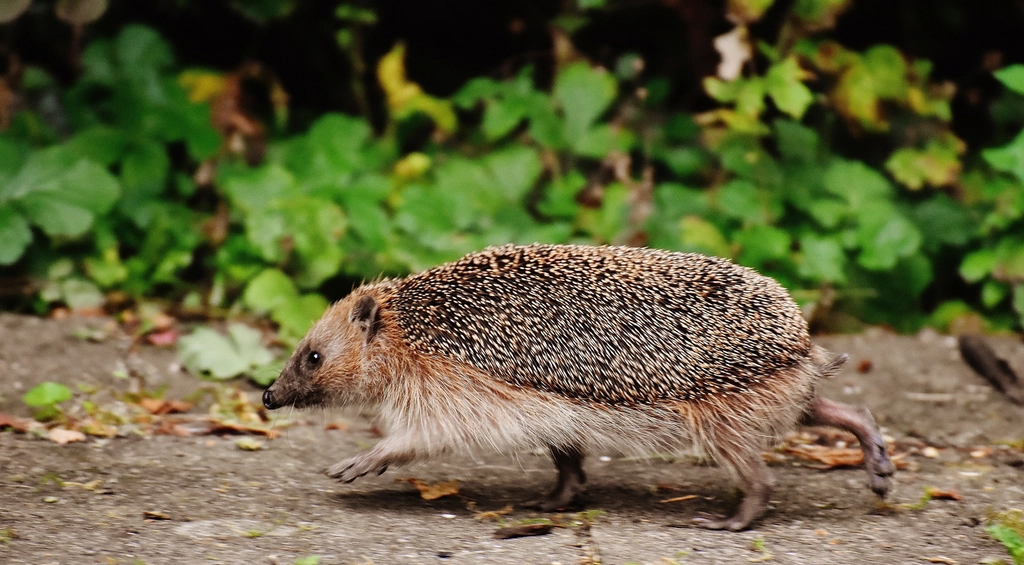 Hedgehog Facts: Nature's Prickly Little Ball - Animals Discovered
